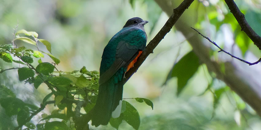 Quetzal as a symbol of divinity in pre-Columbian Mexico