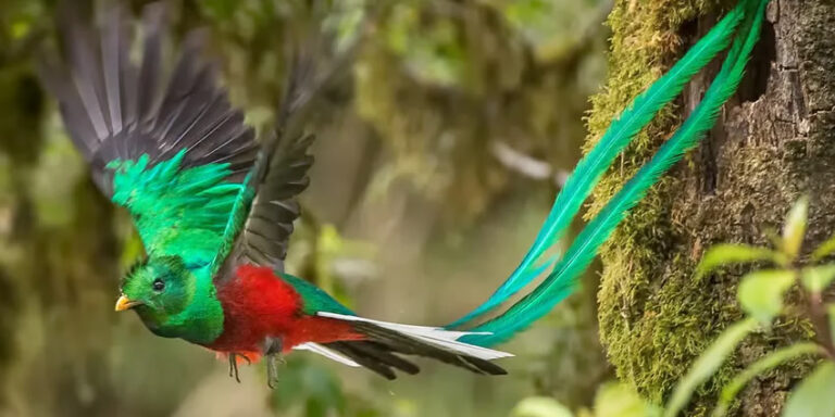 The history of Mexican pink, the most representative color of Mexico ...