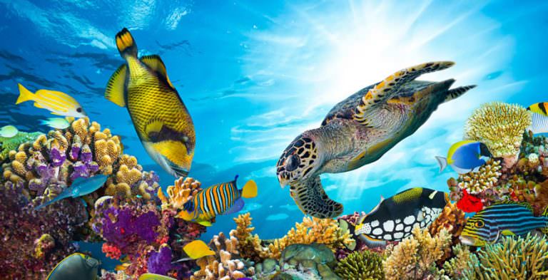 Mexico's impressive wildlife biodiversity | | Mexican Routes