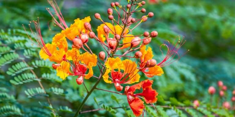 Mexico's most popular flowers | The symbolism of Mexican flowers ...
