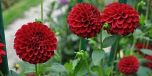 Mexico's most popular flowers | The symbolism of Mexican flowers ...