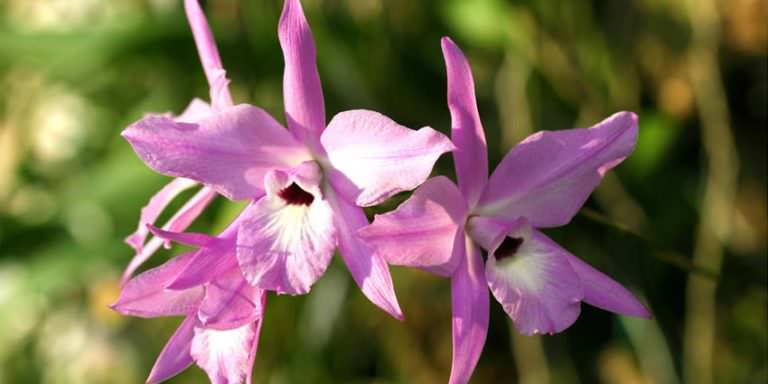 Mexico's most popular flowers | The symbolism of Mexican flowers ...