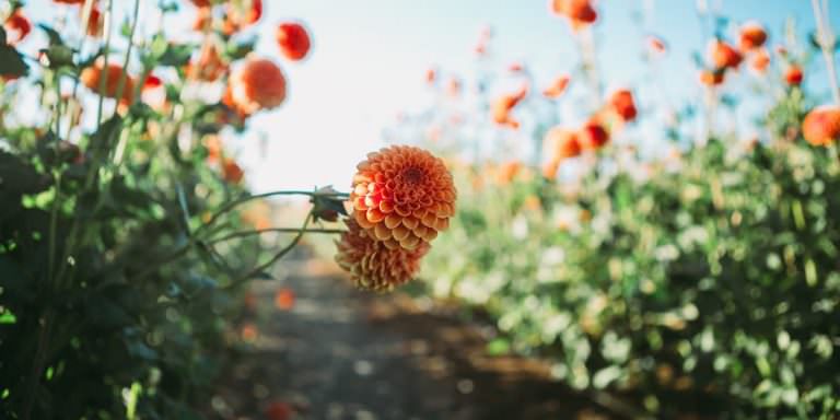 Mexico's most popular flowers | The symbolism of Mexican flowers ...