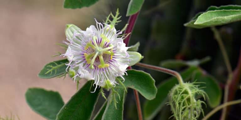 Mexico's most popular flowers | The symbolism of Mexican flowers ...
