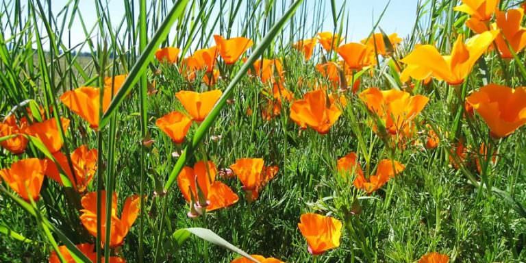 Mexico's most popular flowers | The symbolism of Mexican flowers ...