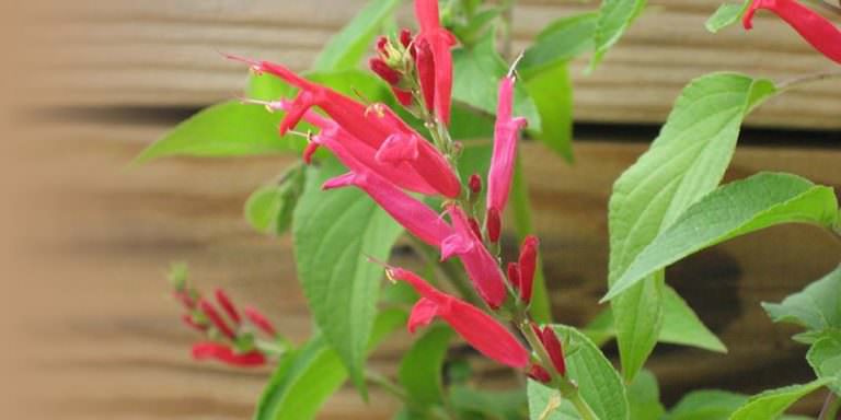 Mexico's most popular flowers | The symbolism of Mexican flowers ...