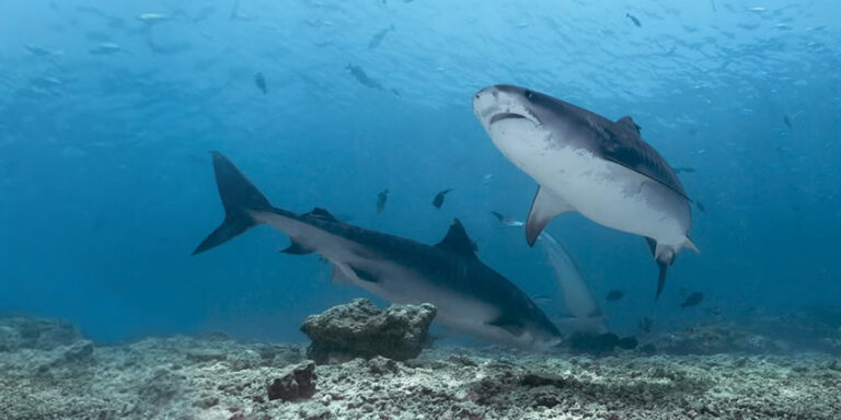 Chinampas - Aztec floating gardens | Mexican Routes