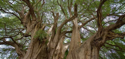 The history of the Mexican flag