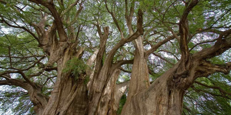 Ahuehuete or Montezuma Cypress: Mexico national tree | Mexican Routes
