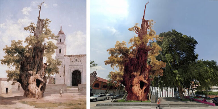 Ahuehuete or Montezuma Cypress: Mexico national tree | Mexican Routes