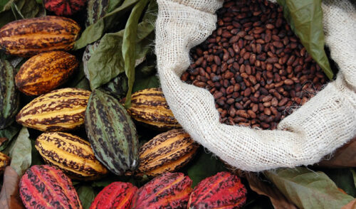 Mexican flora: A biodiverse land of beauty | | Mexican Routes